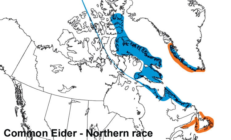 Common Eider - Sea Duck Joint Venture