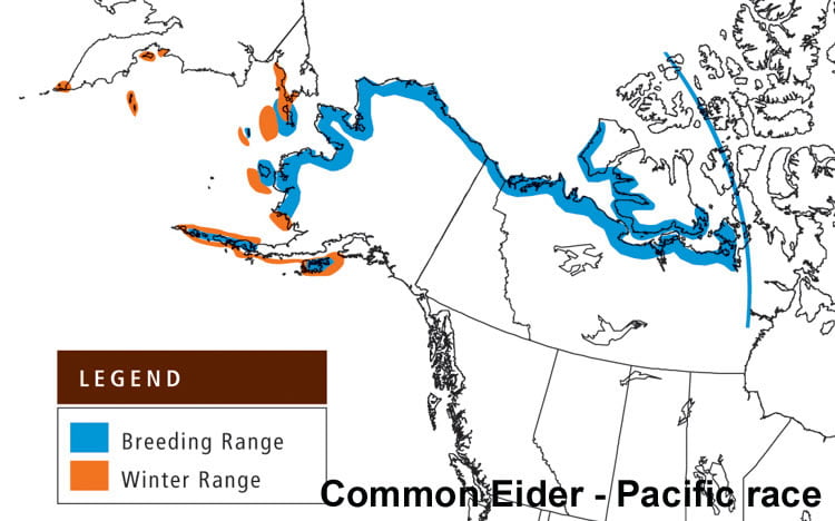Common Eider - Sea Duck Joint Venture