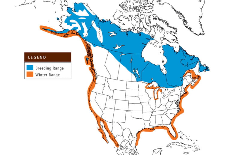 Red-breasted Merganser - Sea Duck Joint Venture