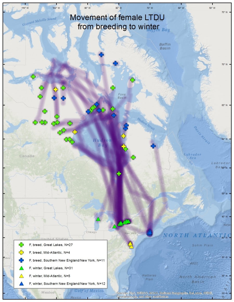 Long-tailed Duck migration maps - Sea Duck Joint Venture