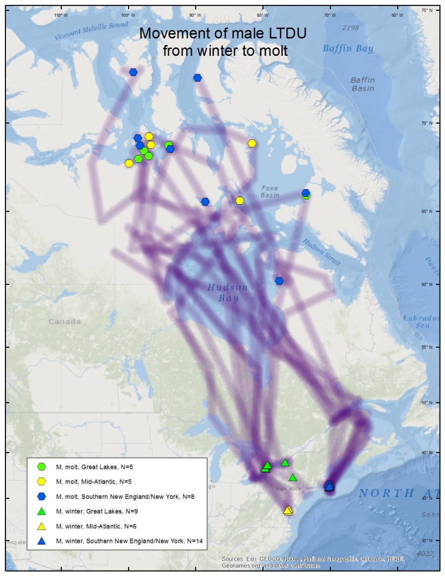 Long-tailed Duck migration maps - Sea Duck Joint Venture