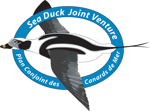 Black Scoter - Sea Duck Joint Venture