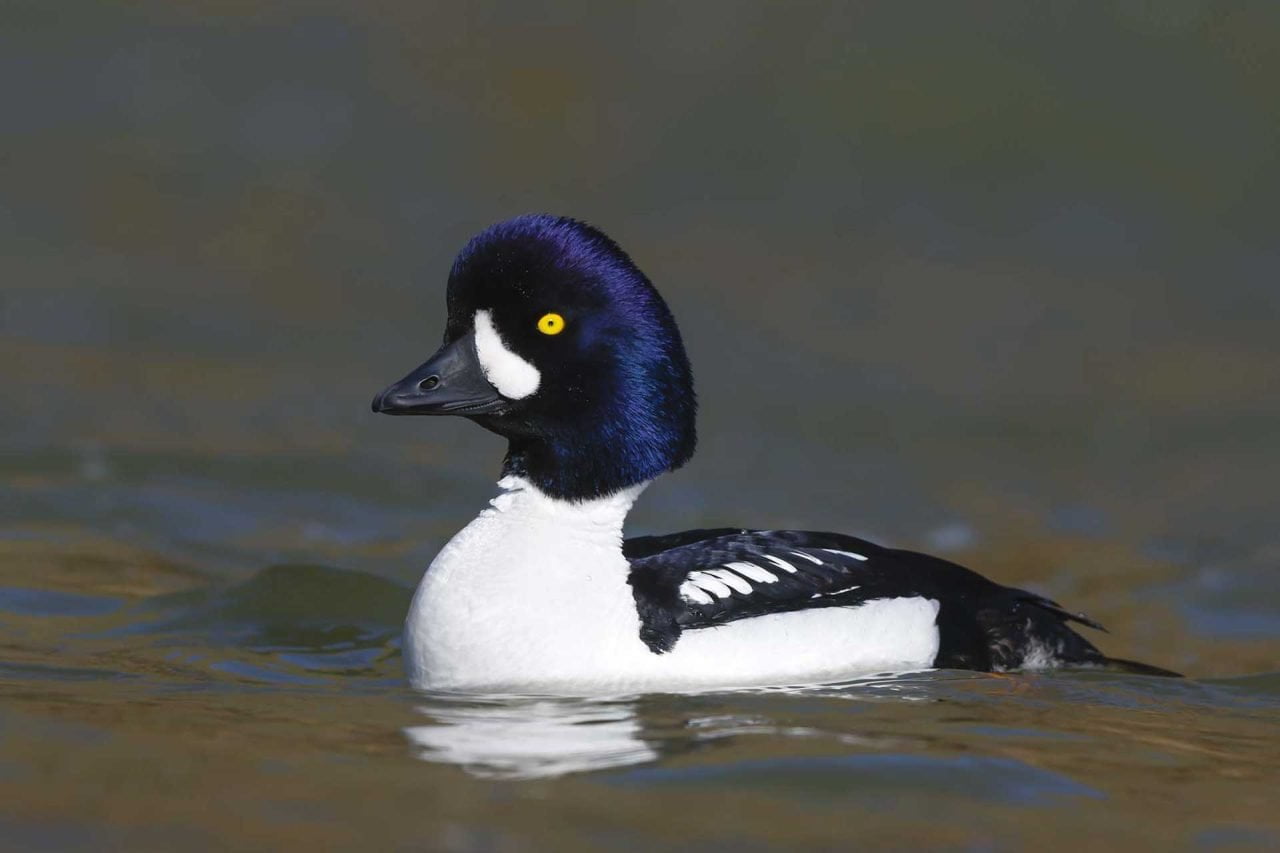 Evaluating Sea Duck Detectability in the Puget Sound Winter Ambient ...