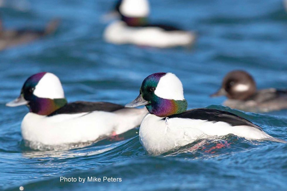 Comparative demography of three cavity nesting sea ducks: Bufflehead ...