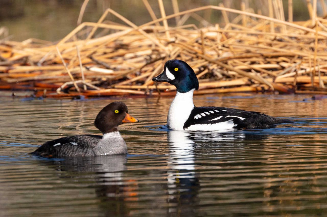 Breeding habitat of Barrow’s Goldeneye in Eastern Canada - Sea Duck ...